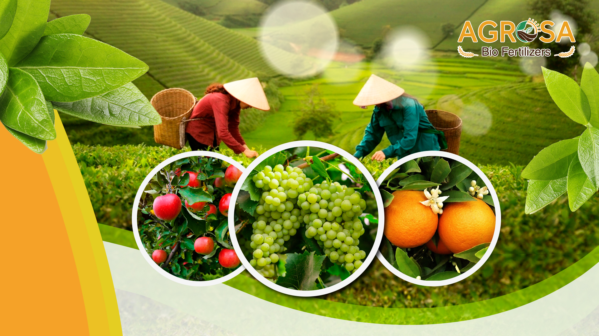 Bio Agrosa Fertilizers - Nhà máy sản xuất phân bón nông nghiệp - Bio ...
