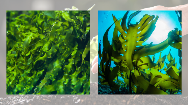 Rong biển nguyên liệu phân bón hữu cơ - Bio Agrosa Fertilizers