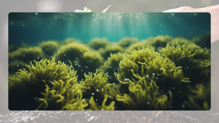 Rong biển nguyên liệu phân bón hữu cơ - Bio Agrosa Fertilizers